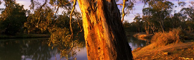 Environment Victoria | River Red Gums safe in new parks