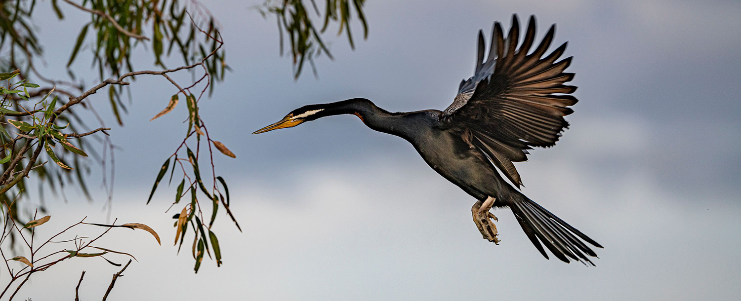Finally, a lifeline for the Murray-Darling! The Restoring Our Rivers ...