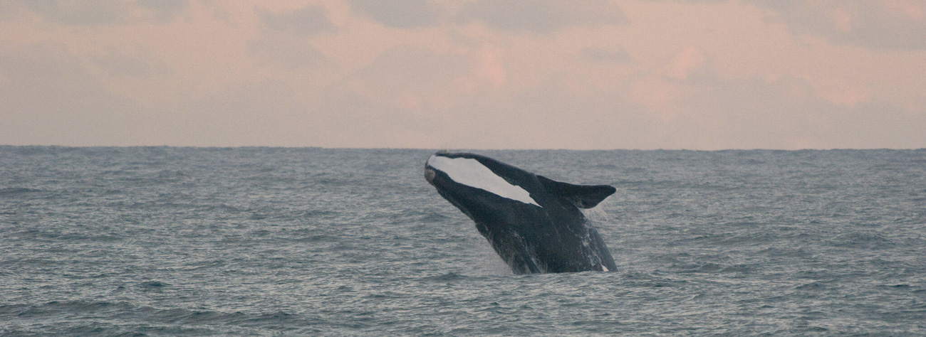 Reports - Environment Victoria